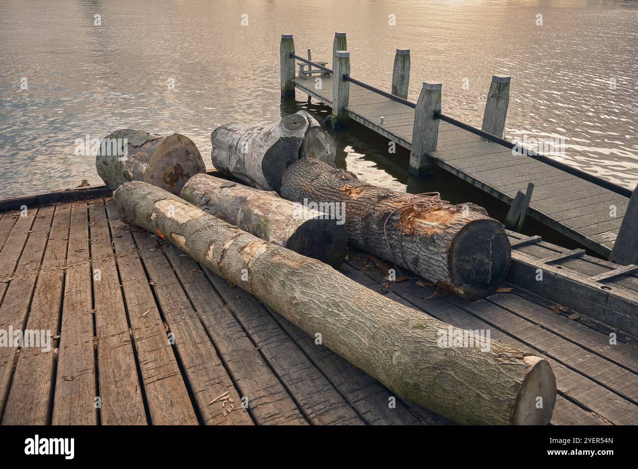 Some big tree logs ready to be sawed in front of the sawmill Het Jonge ...