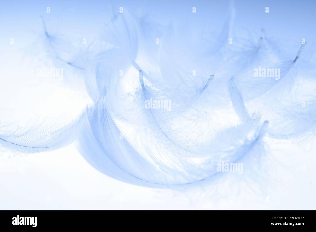 Feather material hi-res stock photography and images - Alamy