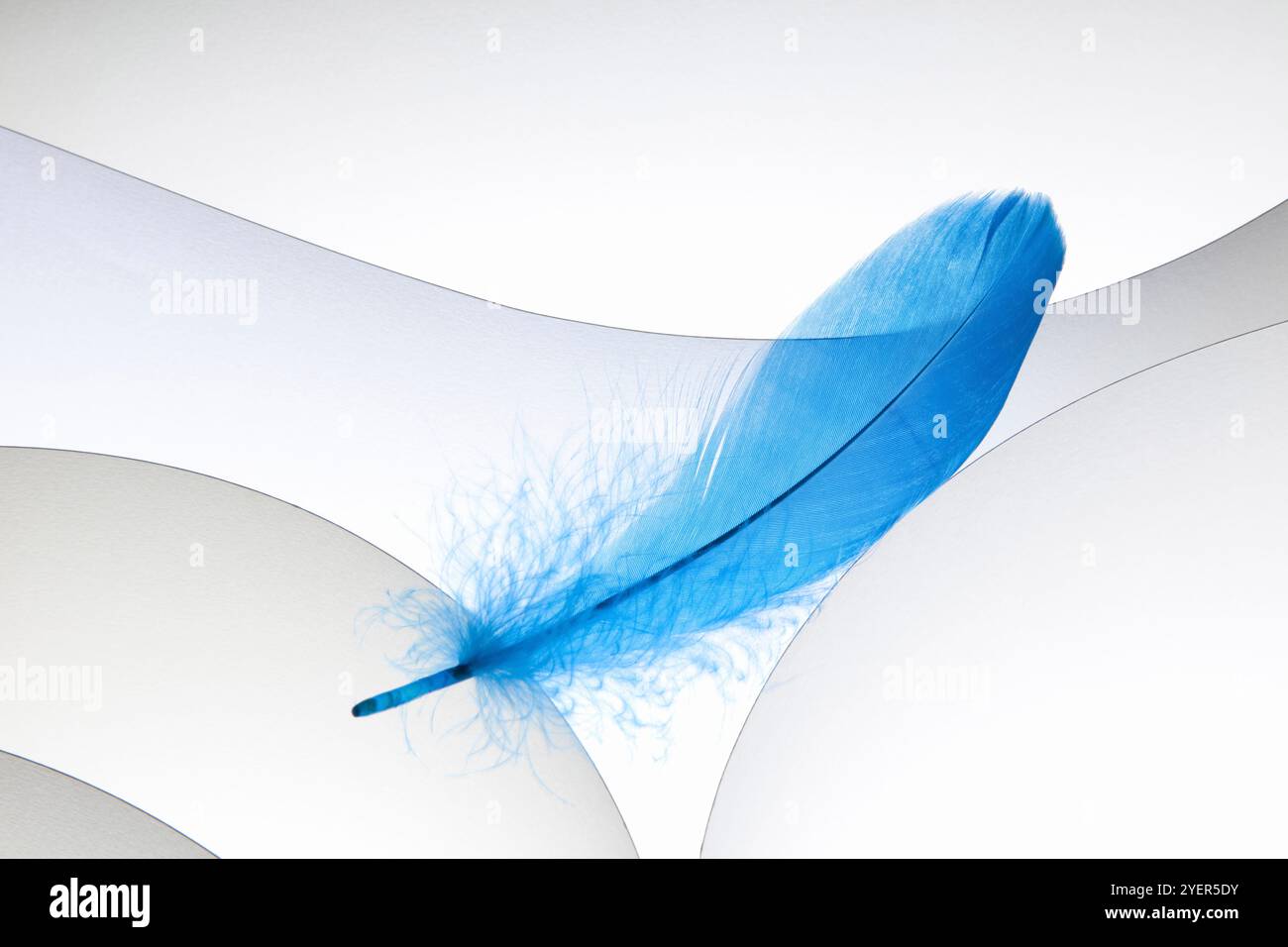 Paper texture and blue feathers Stock Photo - Alamy
