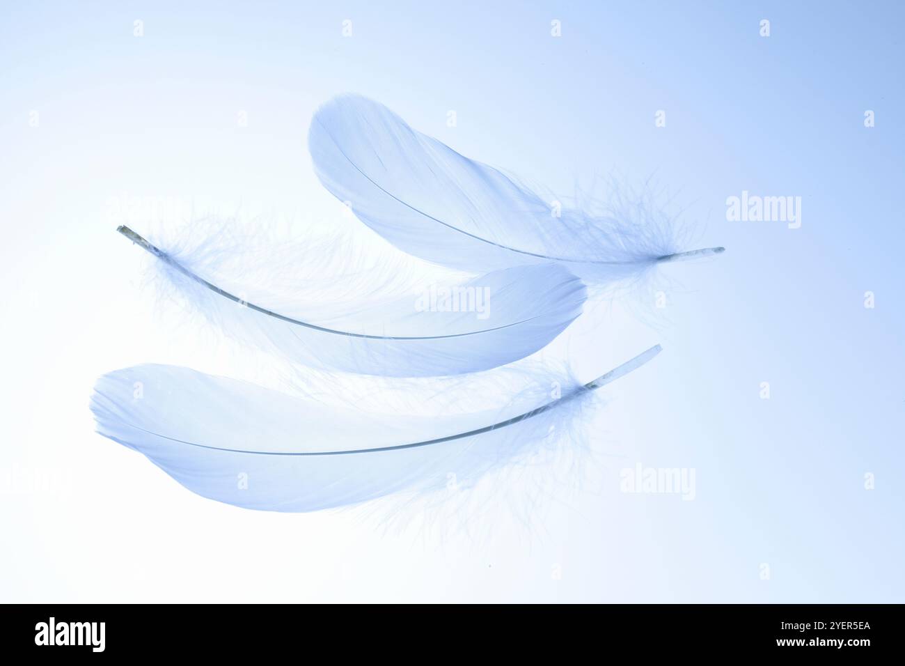 Three feather hi-res stock photography and images - Alamy