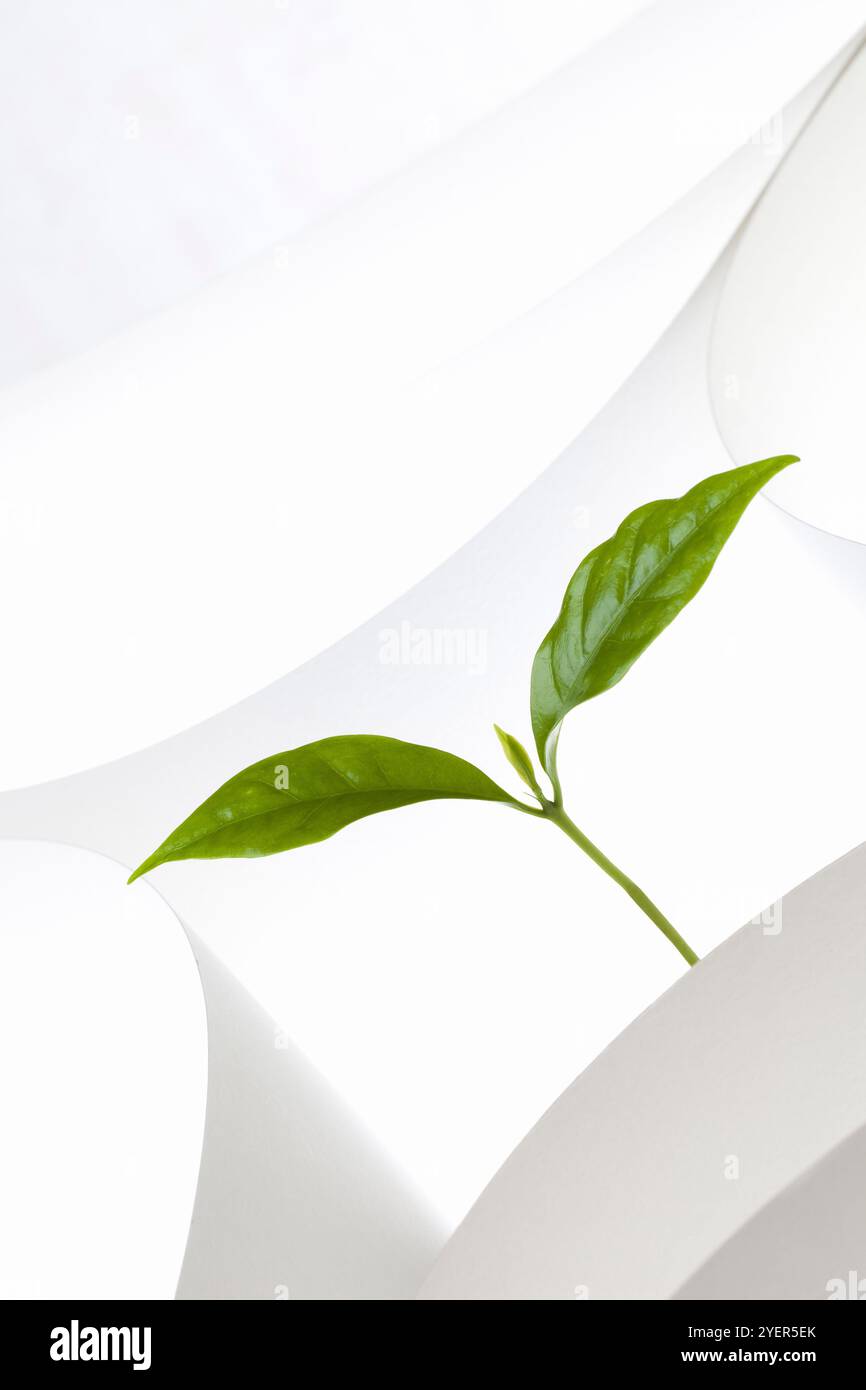 Paper texture and sprouts Stock Photo - Alamy
