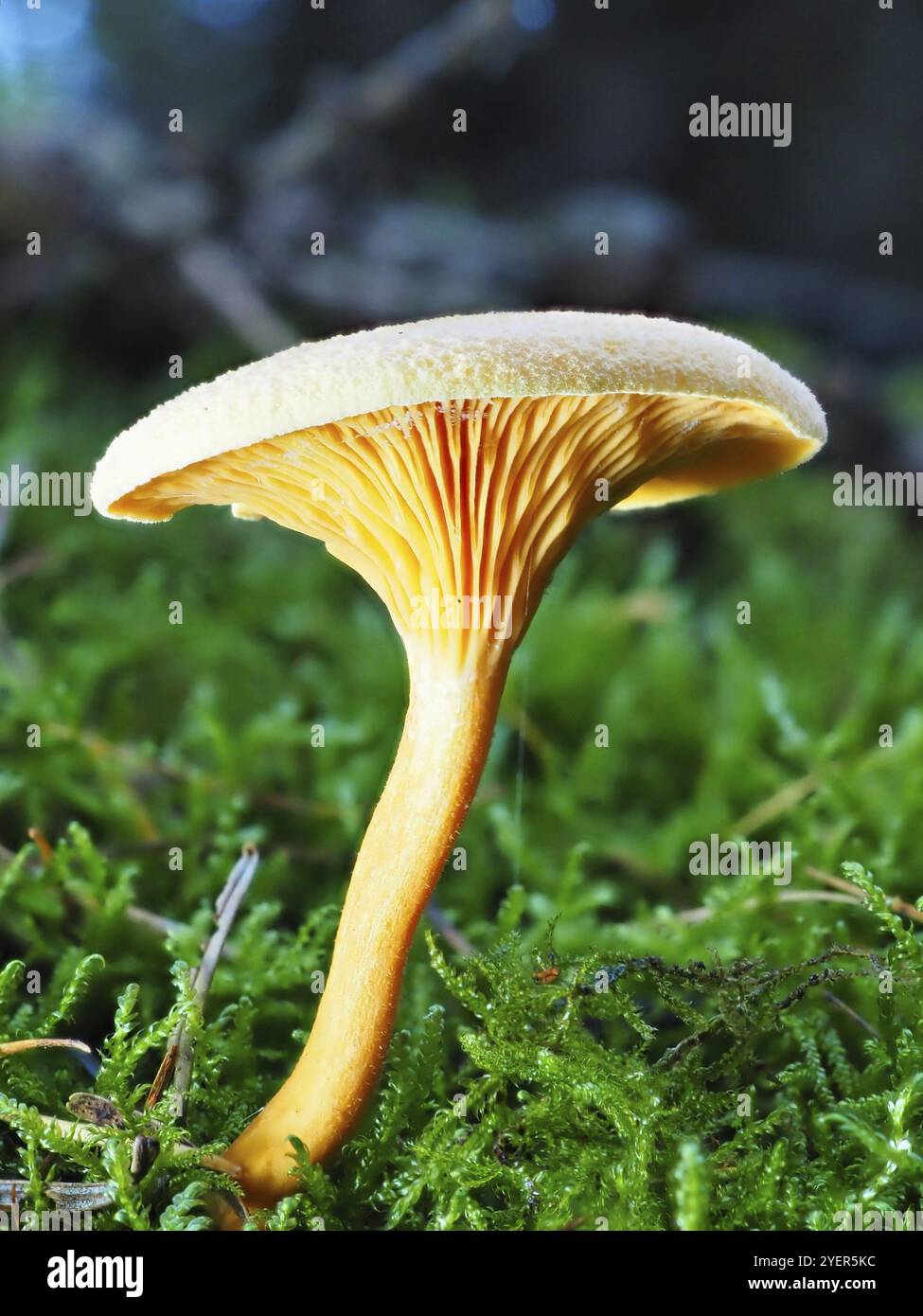 False Chanterelle mushroom (Hygrophoropsis aurantiaca), blurred ...