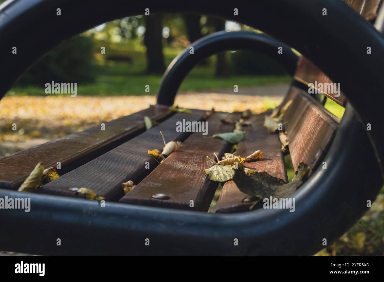 Colorful falling autumn leaves in wooden bench. View through the autumn ...
