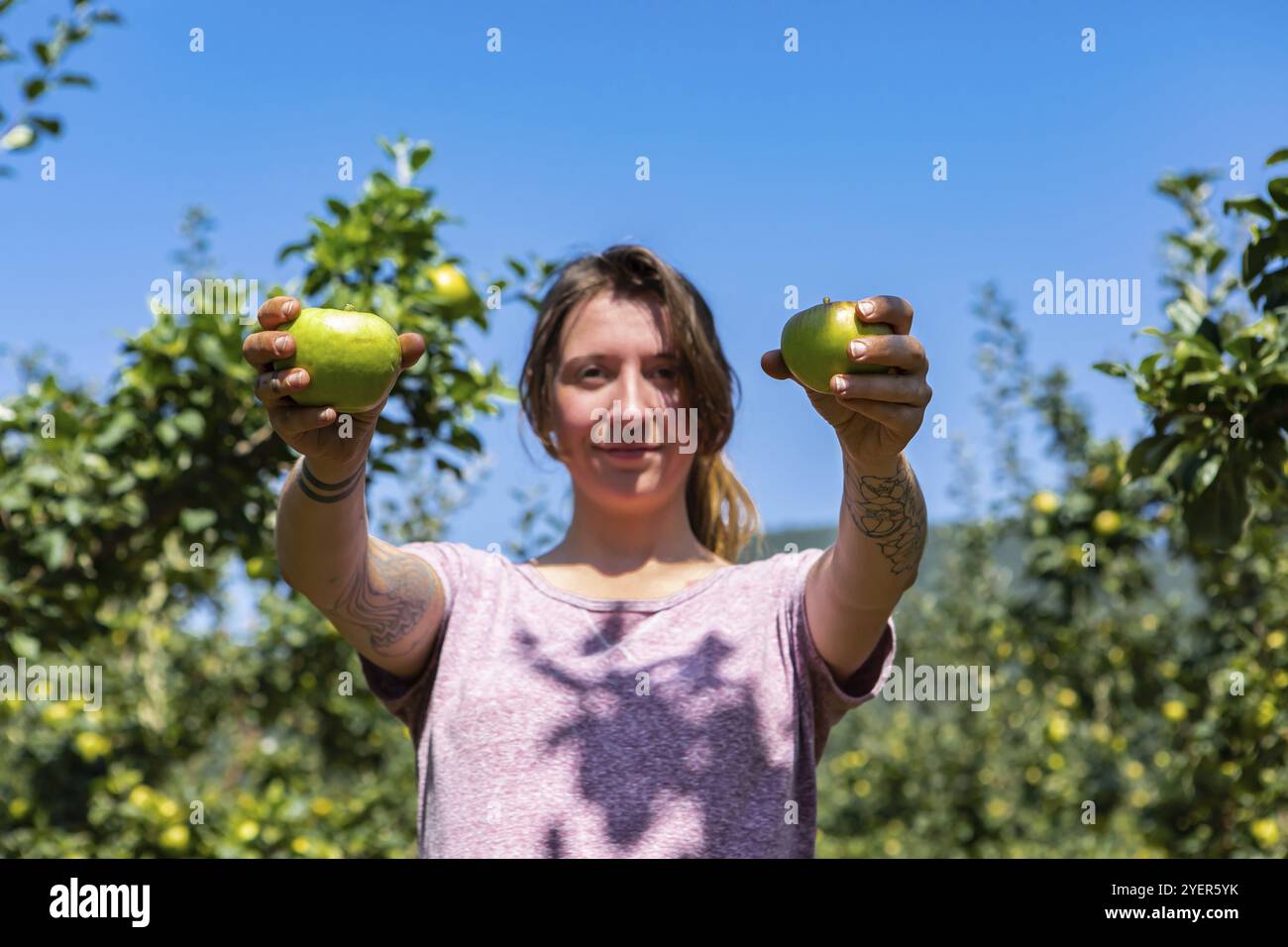 Low angle and selective focus view of two ripe and fresh green apples ...