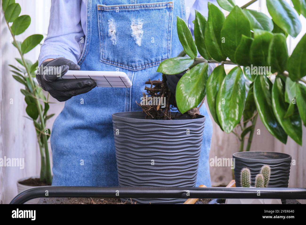 Gardener woman blogger using hi-res stock photography and images - Alamy