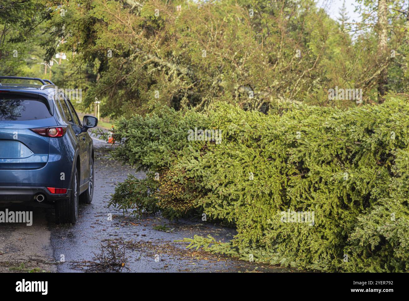 An SUV is seen from the rear, driving around an uprooted pine tree on a ...