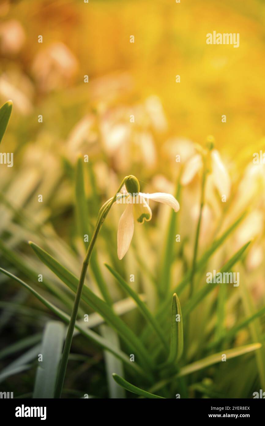Spring snowflake flower, Leucojum vernum. Snowdrop flowers in sunlight ...