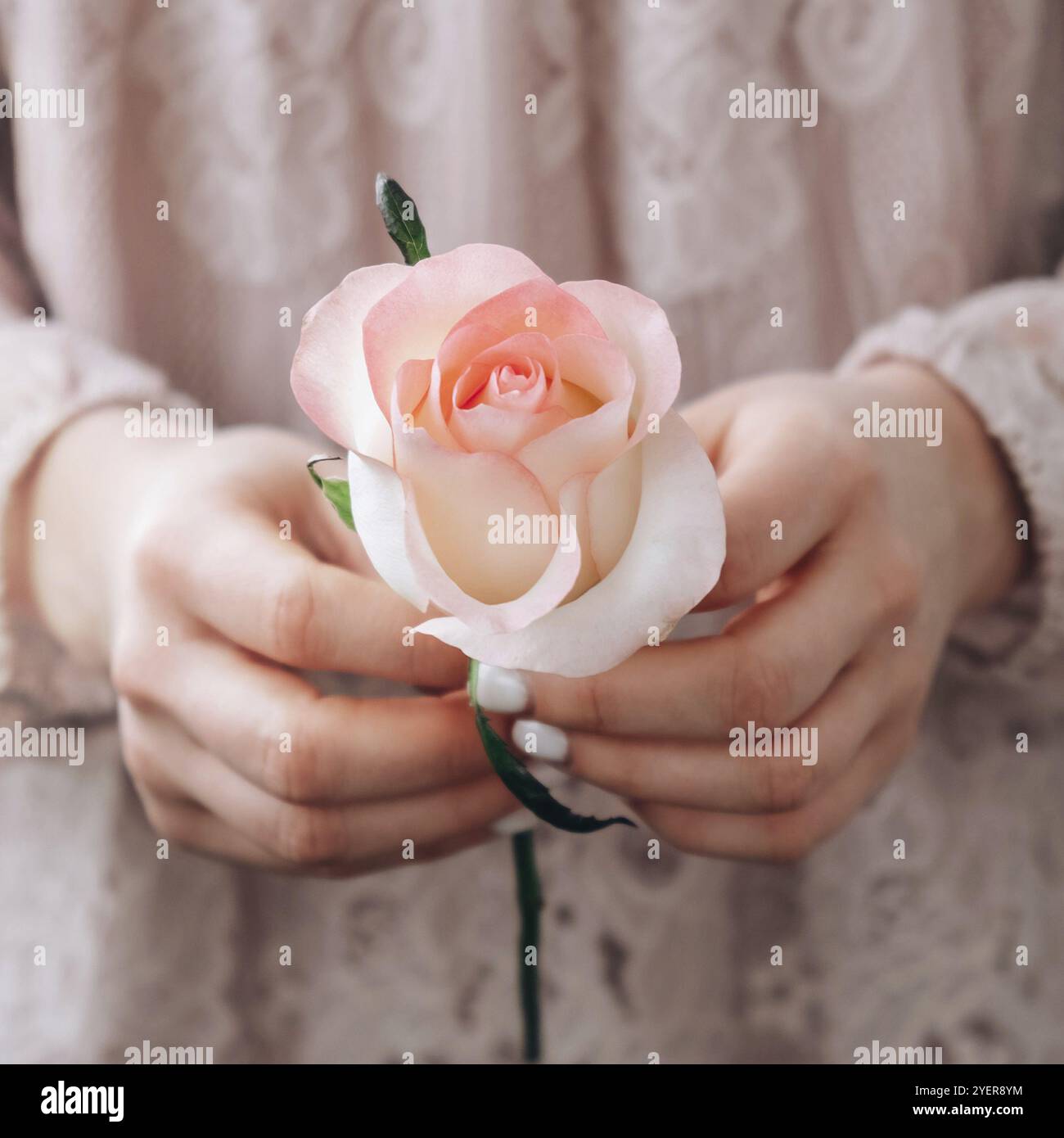 Female hand in pink blouse holding tender pink rose. Minimal trendy ...