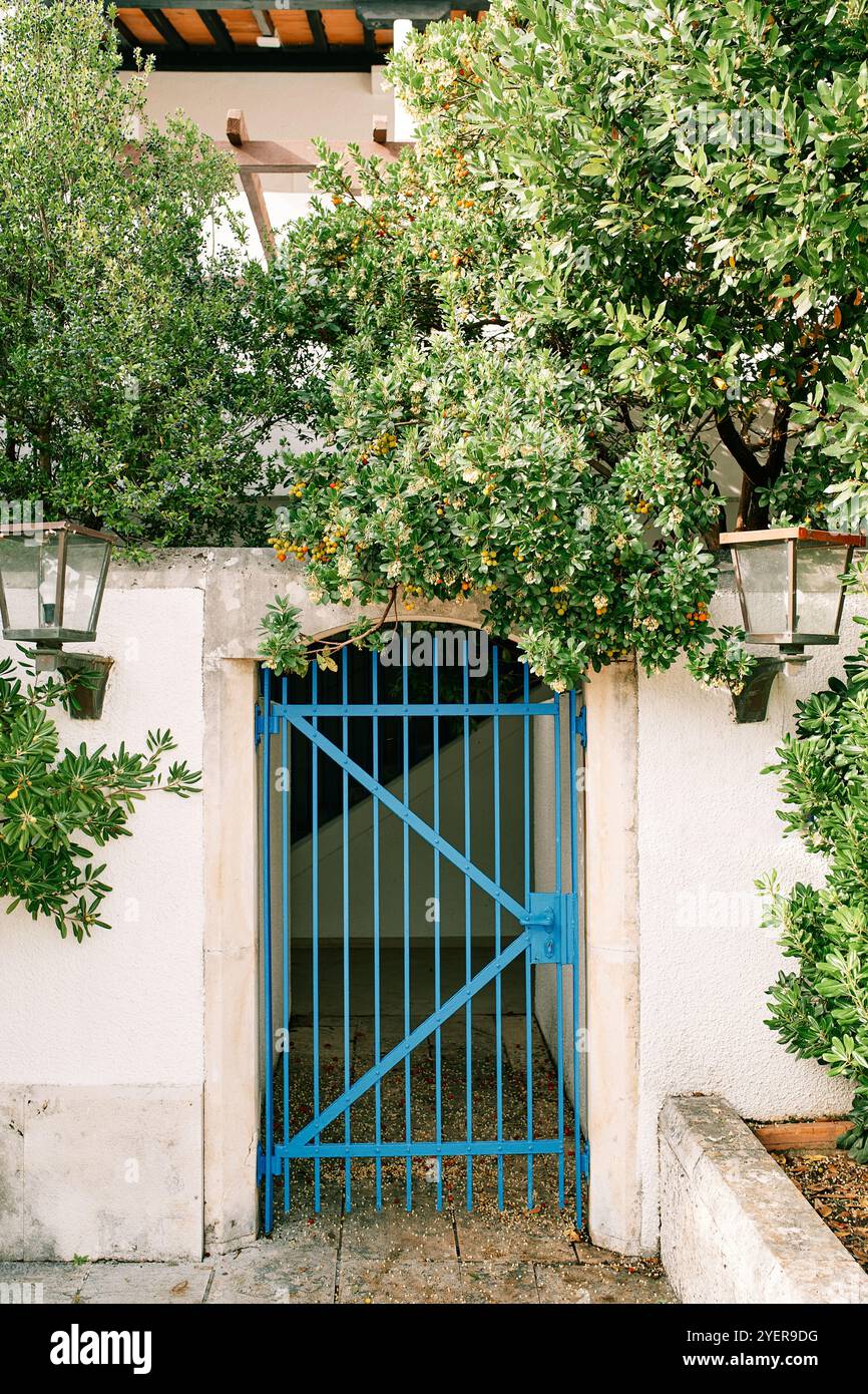 Blooming and fruiting green tree hangs over a blue wrought-iron gate ...