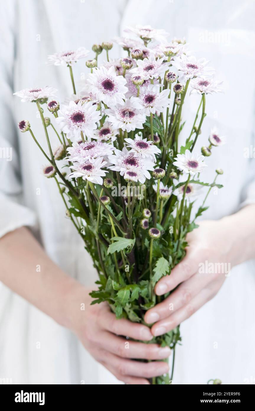 Hand holding bouquet of spray mums Stock Photo - Alamy