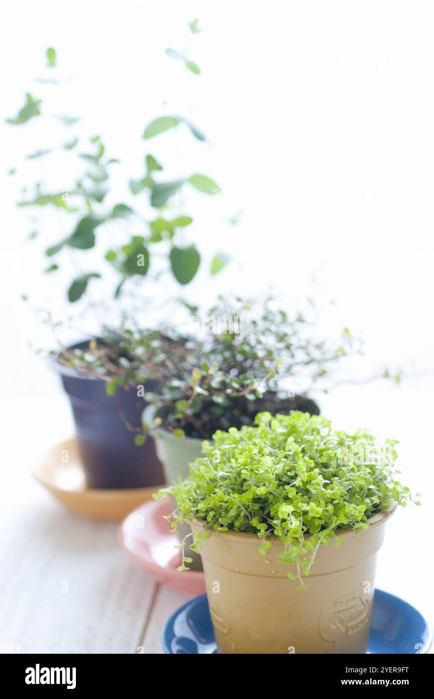 Three types of houseplants Stock Photo - Alamy