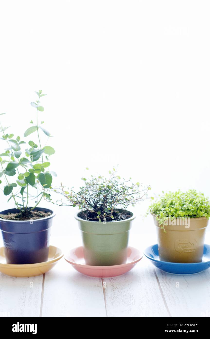 Types of houseplants hi-res stock photography and images - Alamy