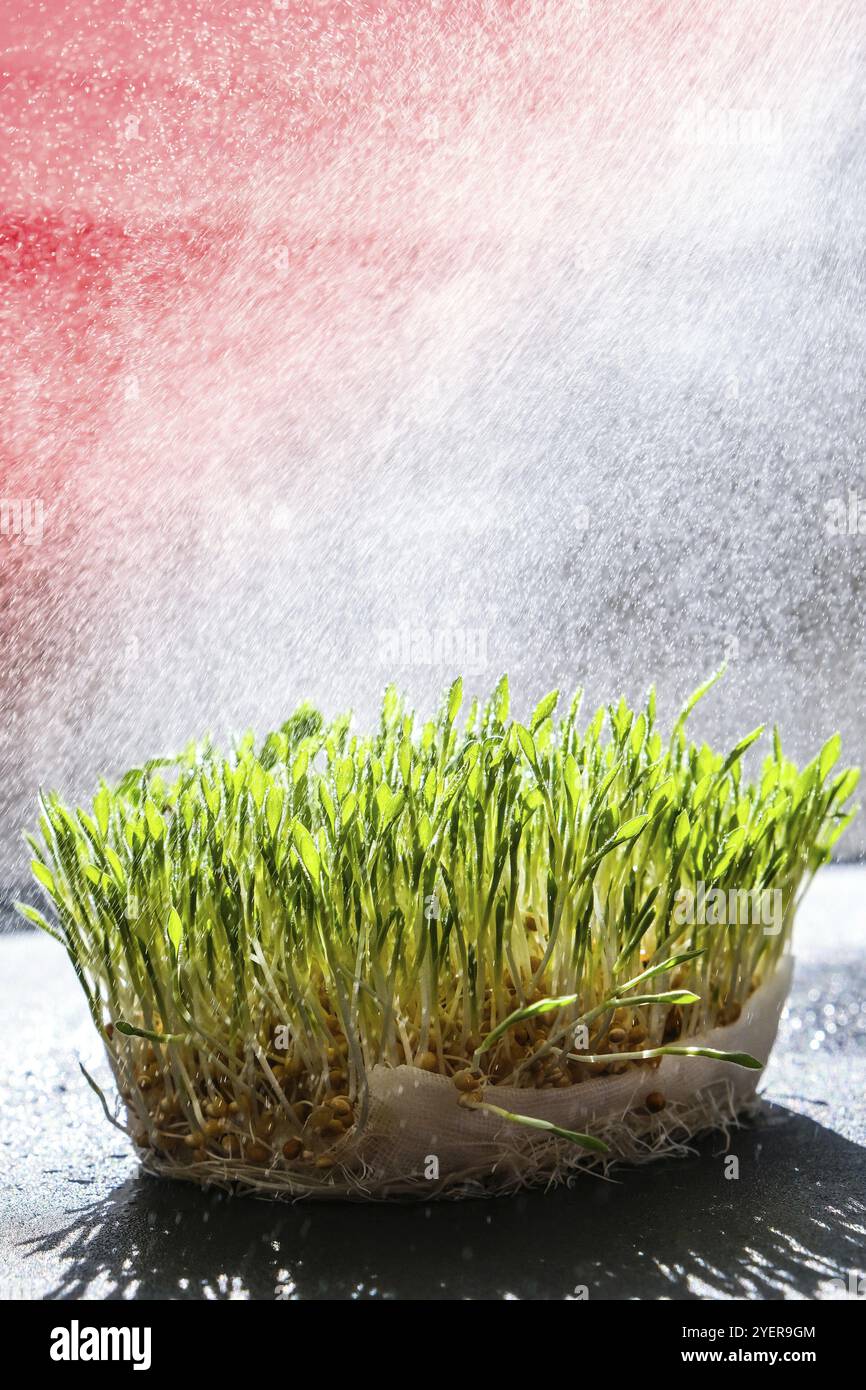Seeding roots hi-res stock photography and images - Alamy