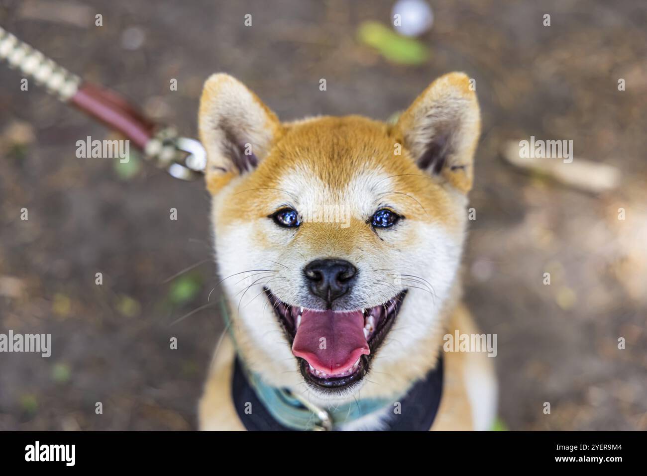 Closeup portrait of an adorable red Shiba Inu dog sitting outside with ...