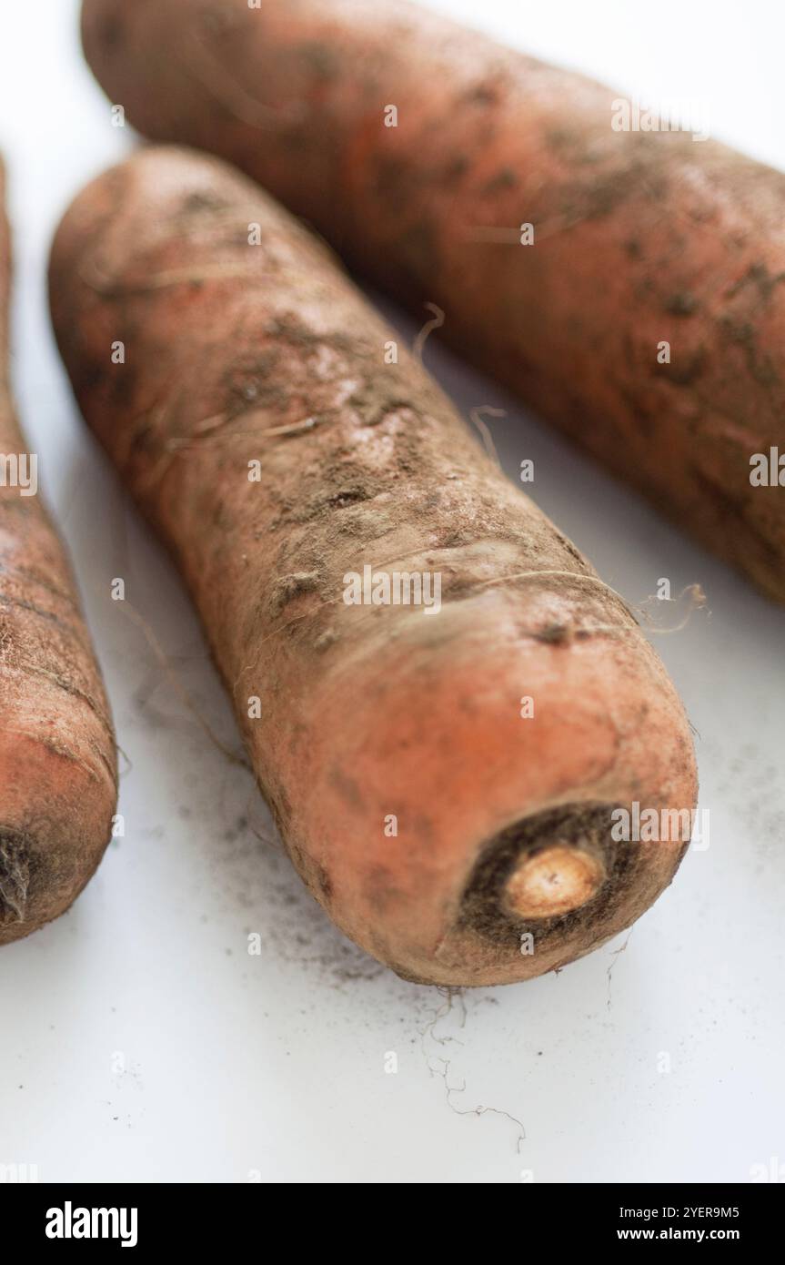 Carrots with mud Stock Photo - Alamy