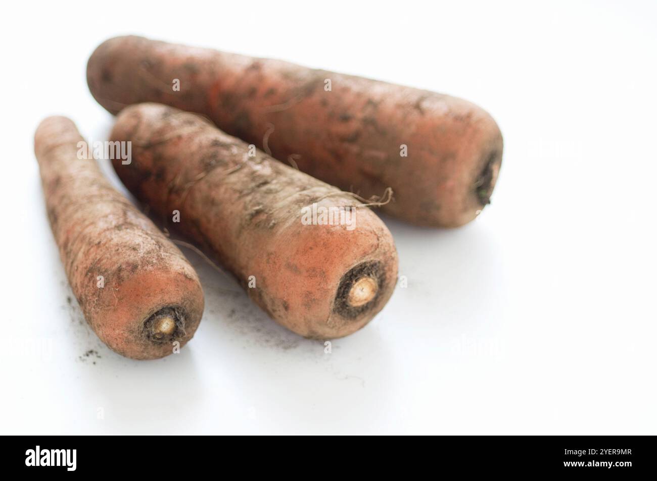 Carrots with mud Stock Photo - Alamy