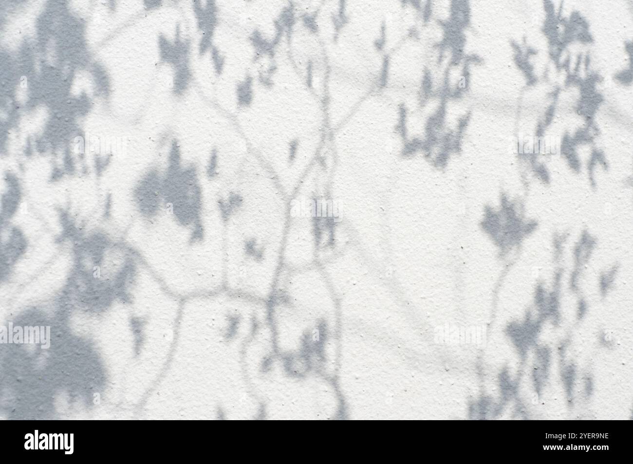 Tree shadow on white wall hi-res stock photography and images - Alamy