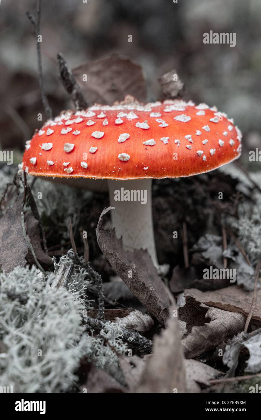 The red death hi-res stock photography and images - Alamy