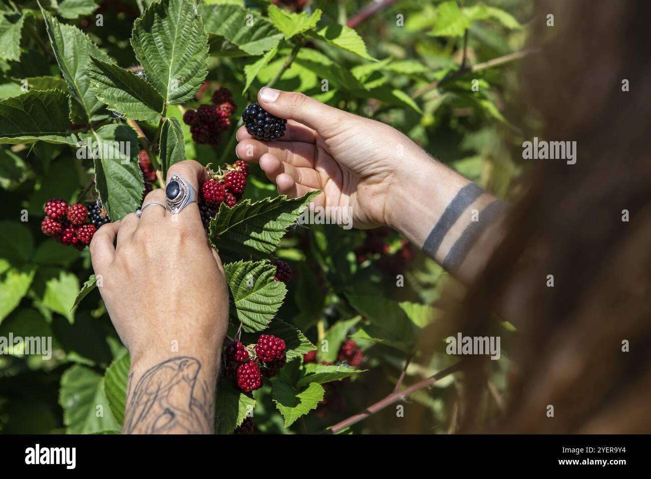 Selective focus and close up shot of woman hands with tattoos as she ...