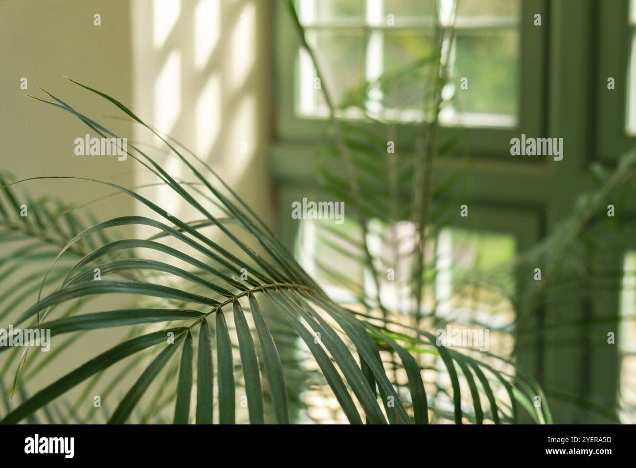 Close up of palm leaf next to old window. Abstract minimal interior ...