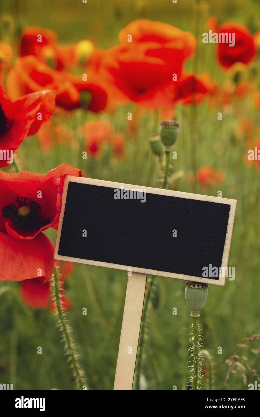 Blank Black billboard against Red poppy flowers in a wild field. Empty ...