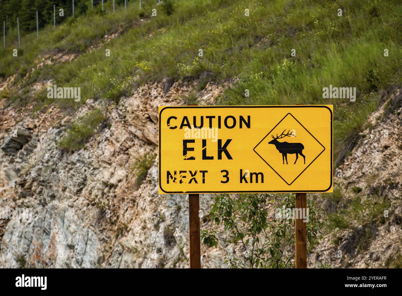 Road warning caution yellow sign, elk Crossing Road next 3 km with elk ...