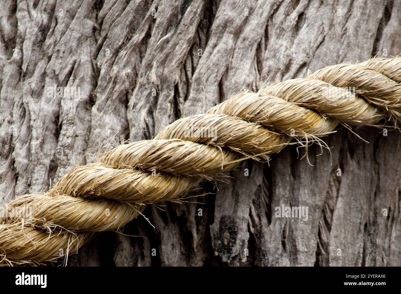 Rope wrapped around tree hi-res stock photography and images - Alamy