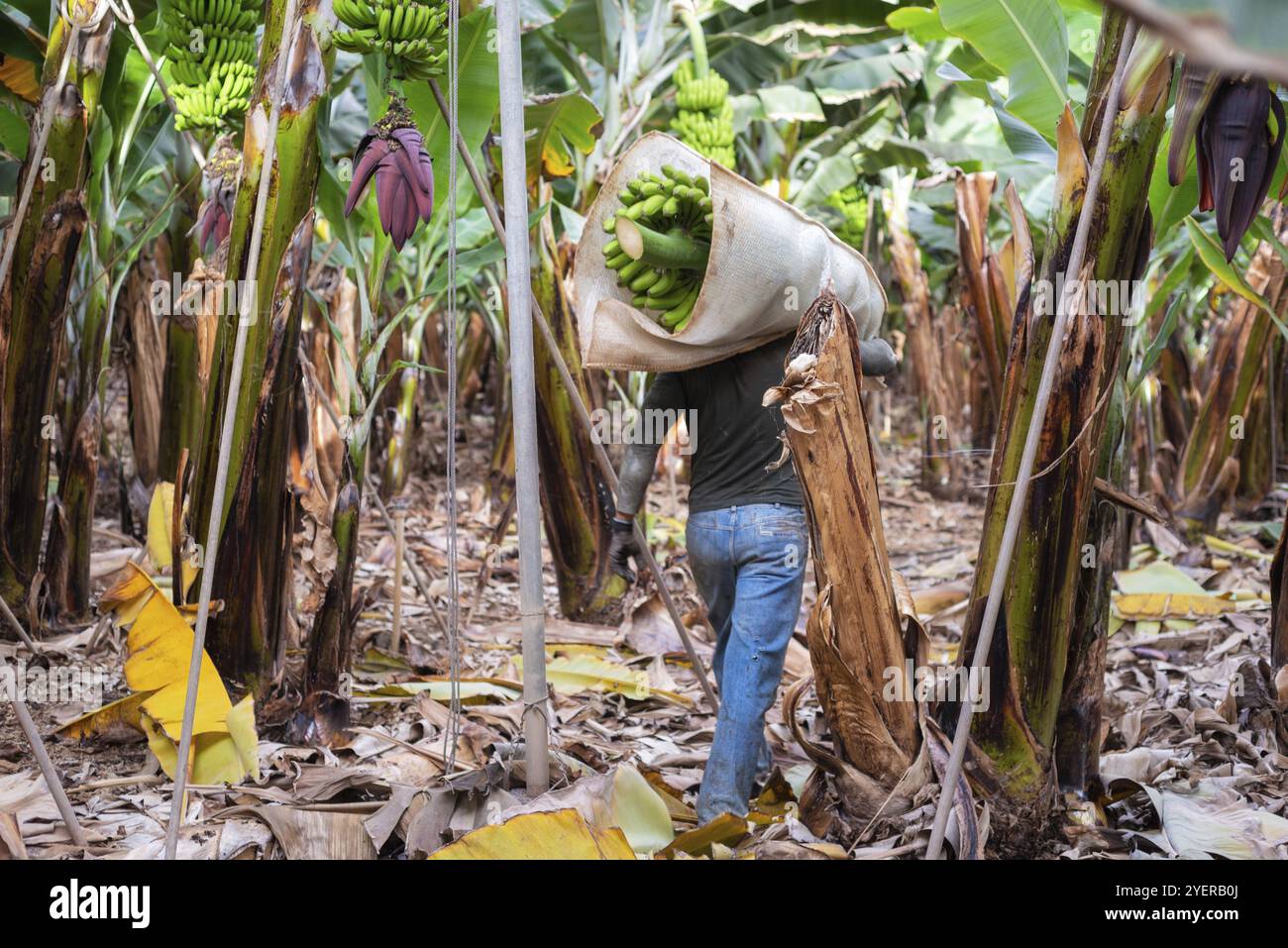 Farmer carrying green banana bunch on a banana farm Stock Photo - Alamy