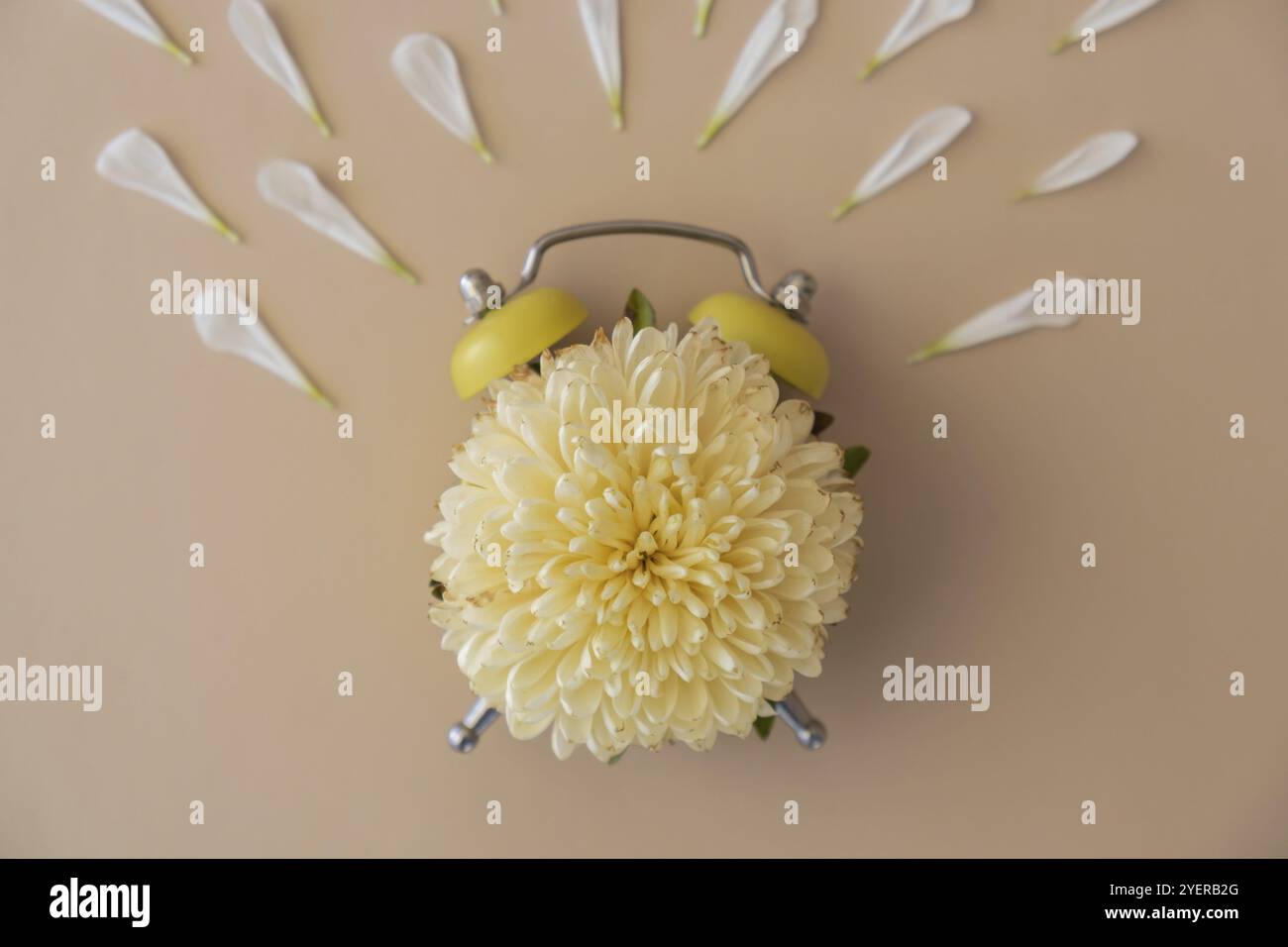 Composition of flower and alarm clock. Concept of changing summer ...