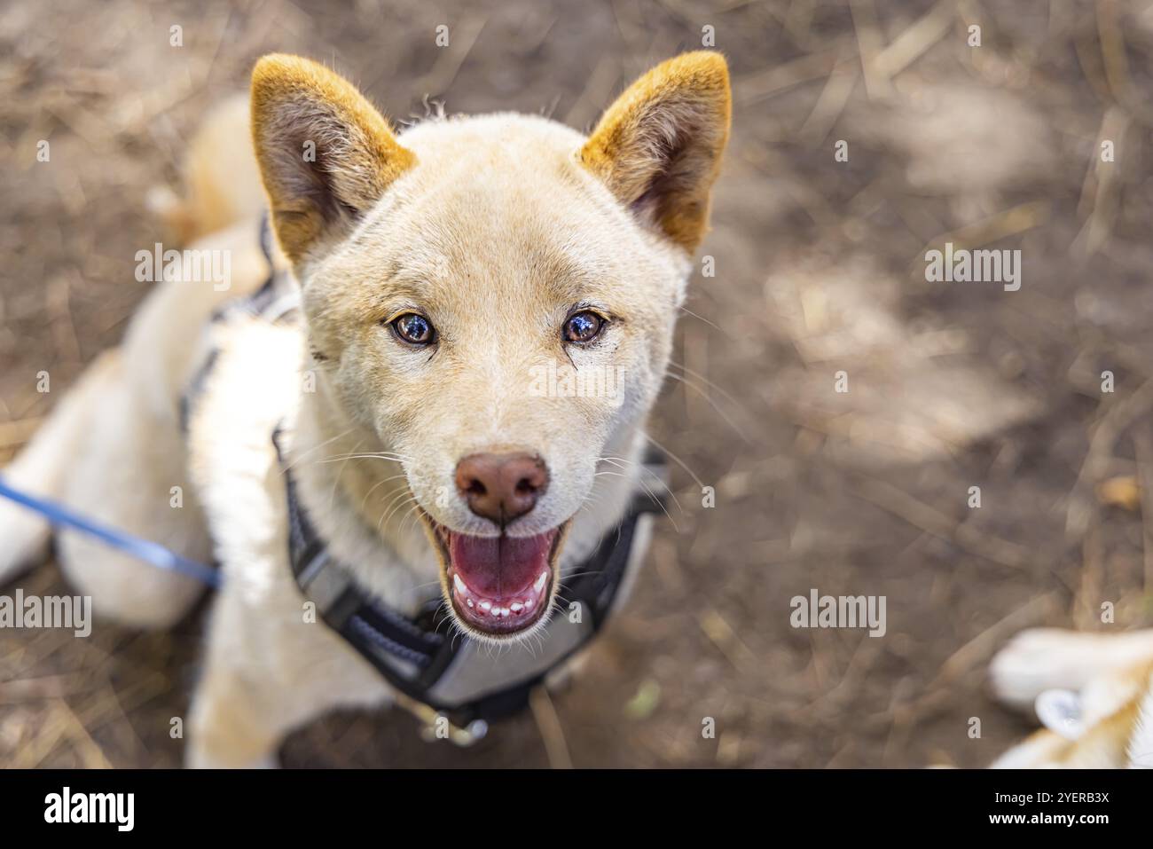 High angle headshot of a young red Shiba Inu dog. Puppy with light coat ...