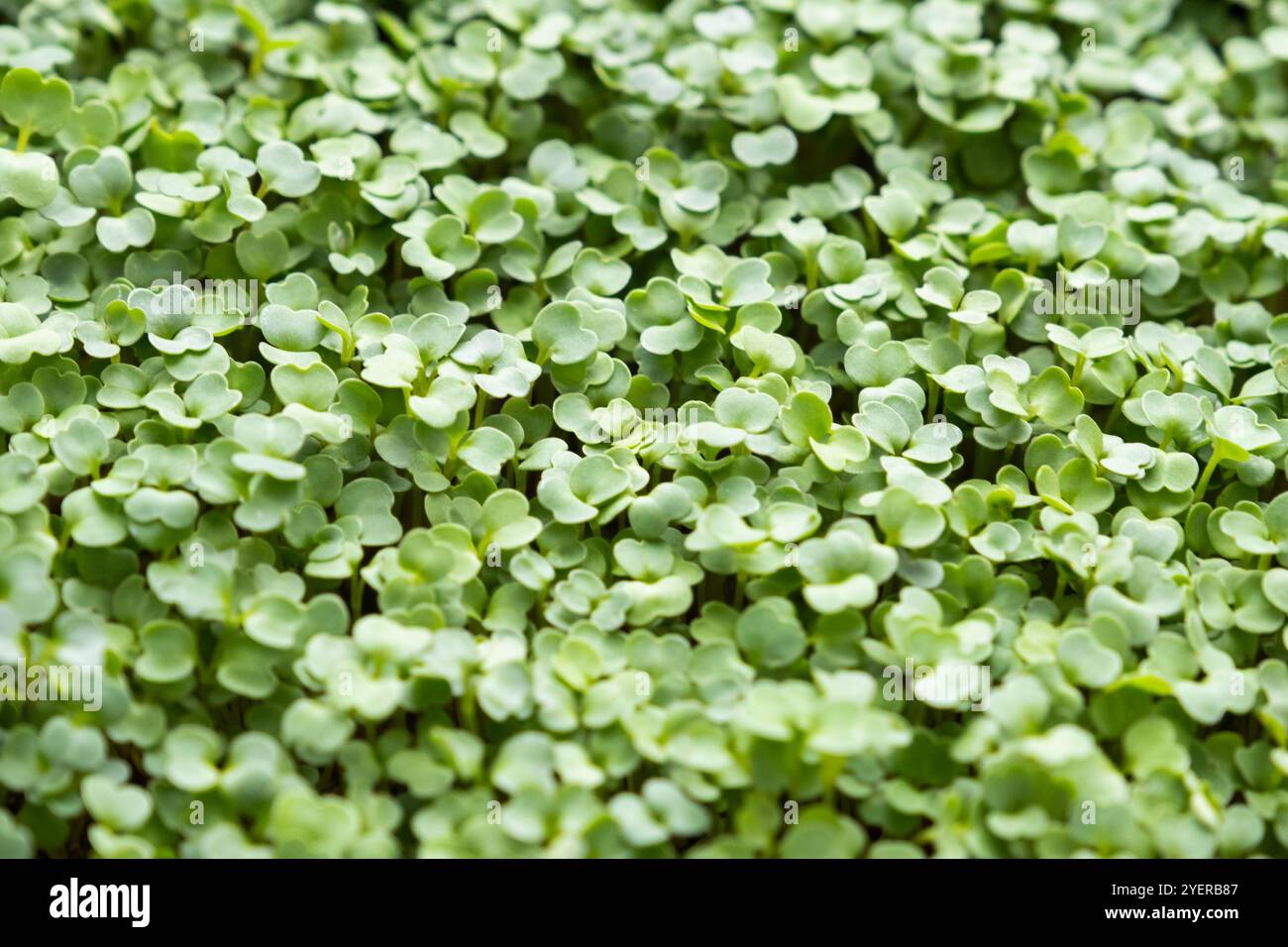 Microgreens sprouting, sprouts close up Stock Photo - Alamy