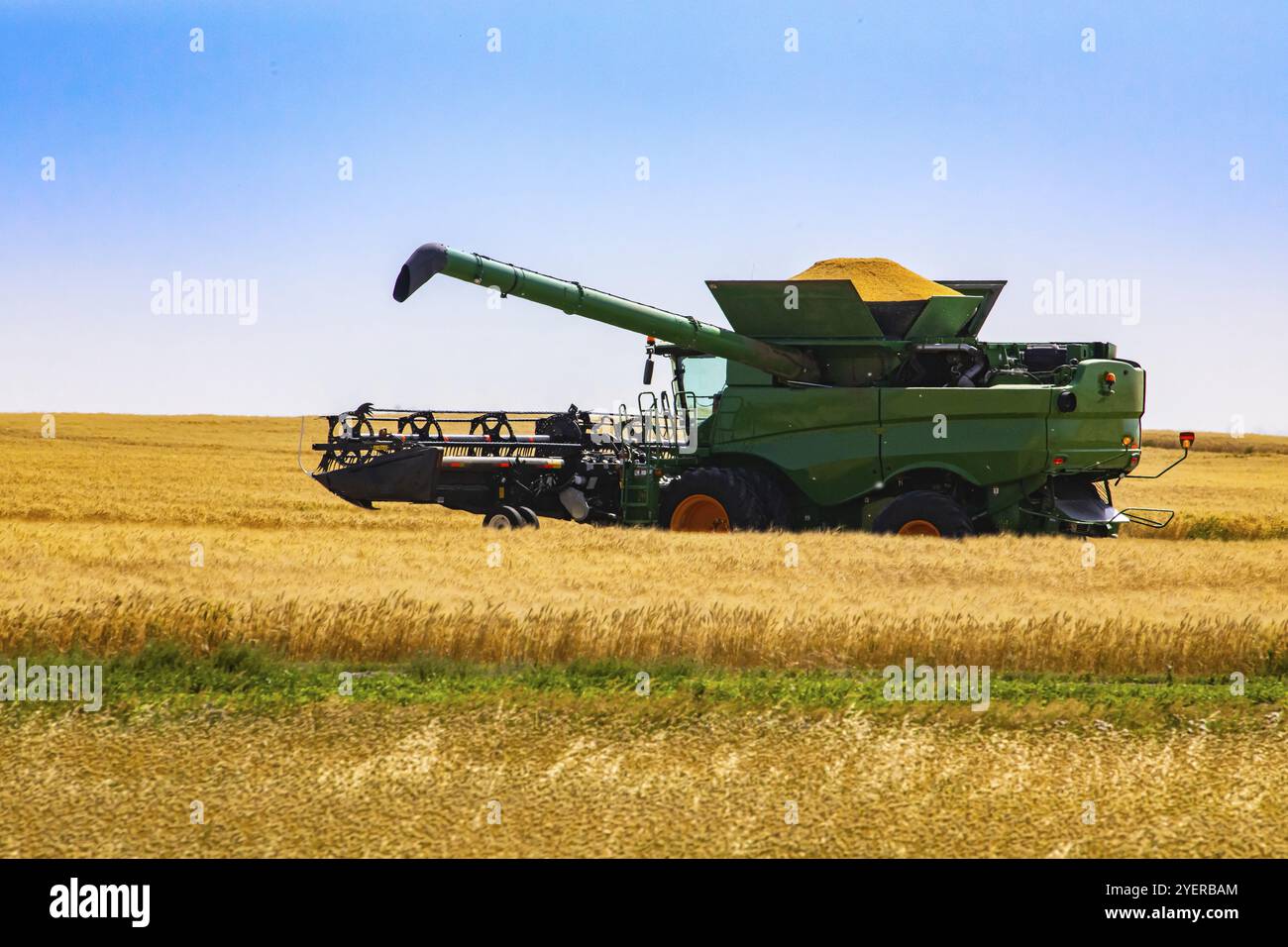 A modern combine harvester is seen full of wheat in a yellow crop field ...