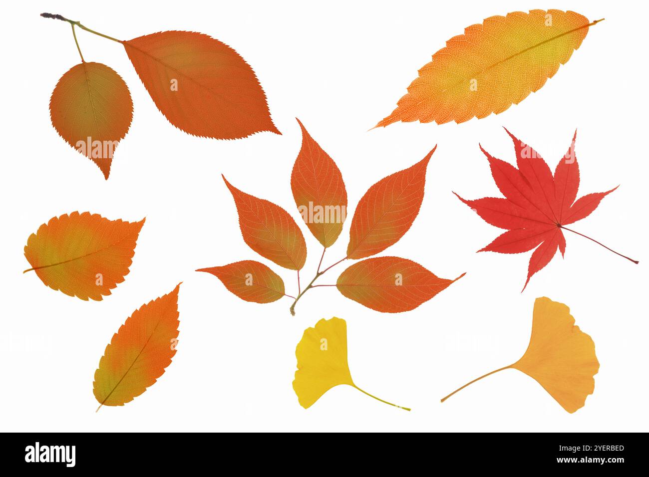 White foliage trees in Cut Out Stock Images & Pictures - Alamy