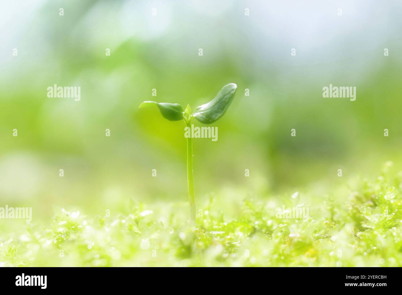 Gemini season hi-res stock photography and images - Alamy