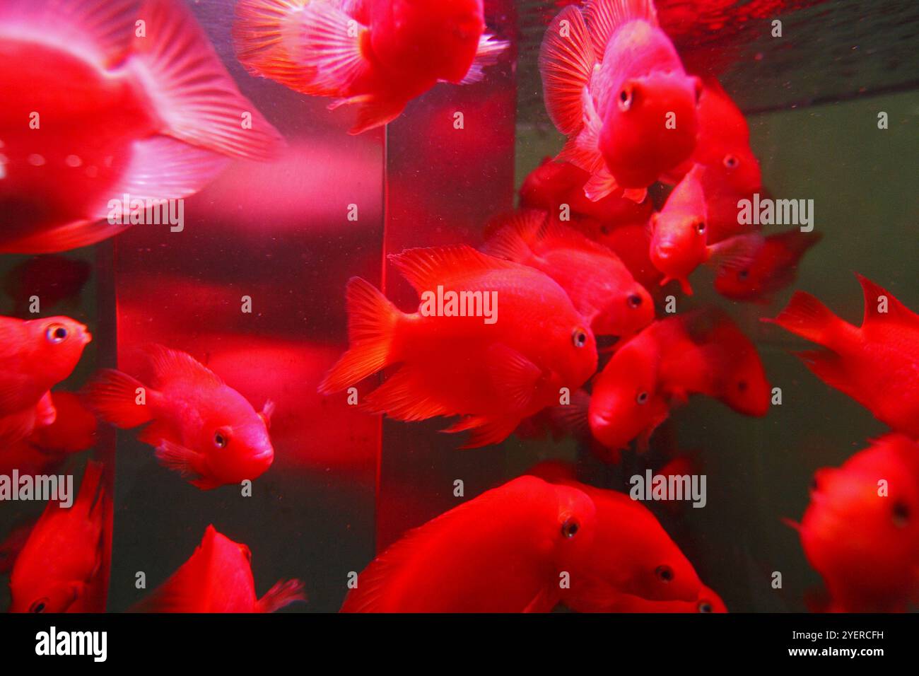 Fish color hi-res stock photography and images - Alamy