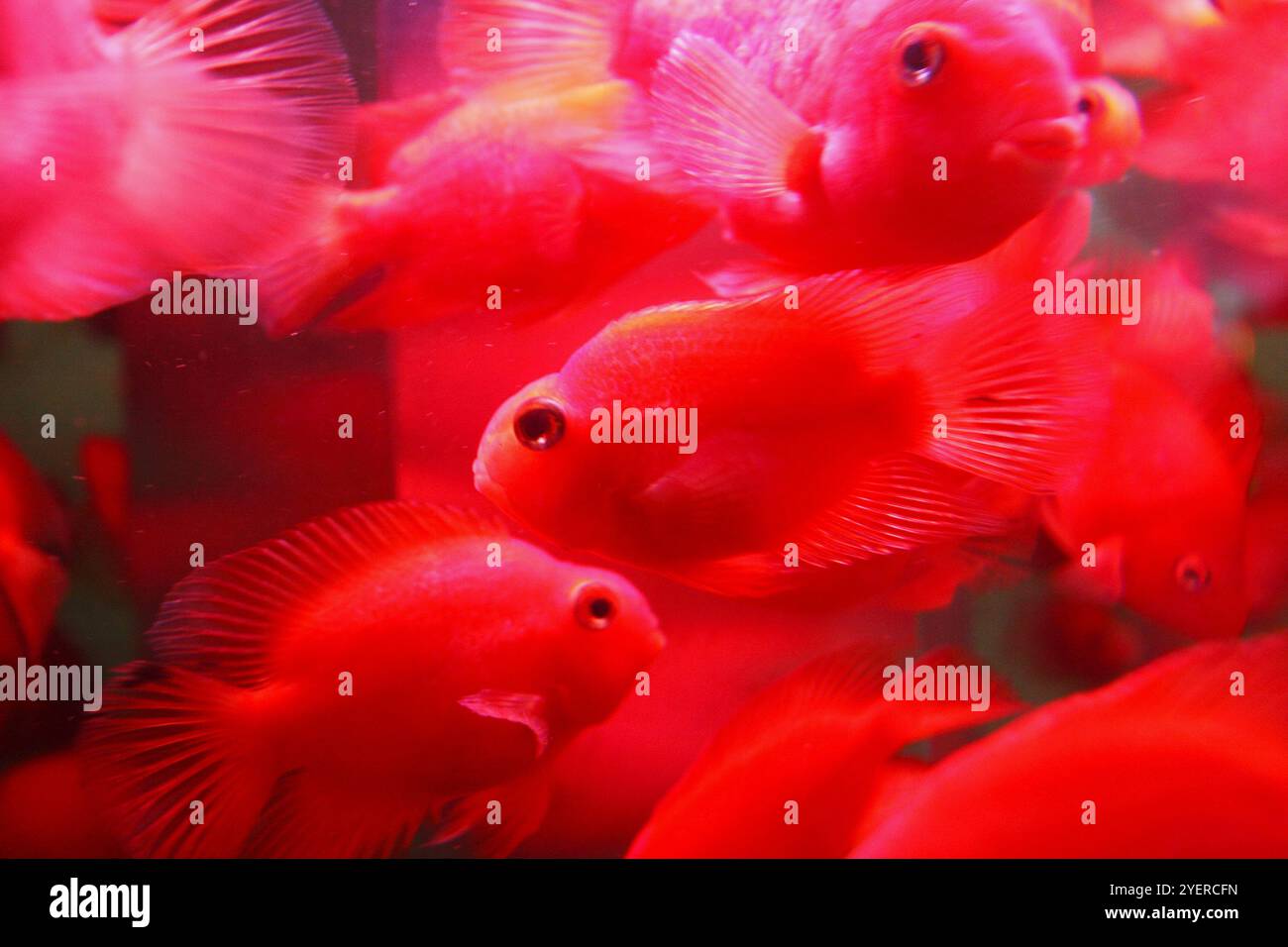 Fish color hi-res stock photography and images - Alamy