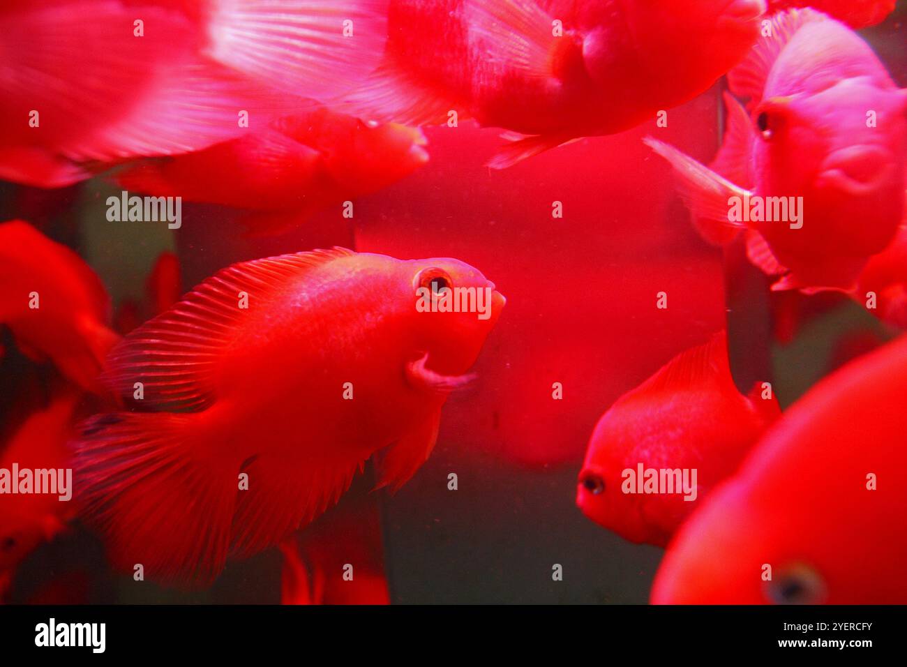 Deep crimson red hi-res stock photography and images - Alamy