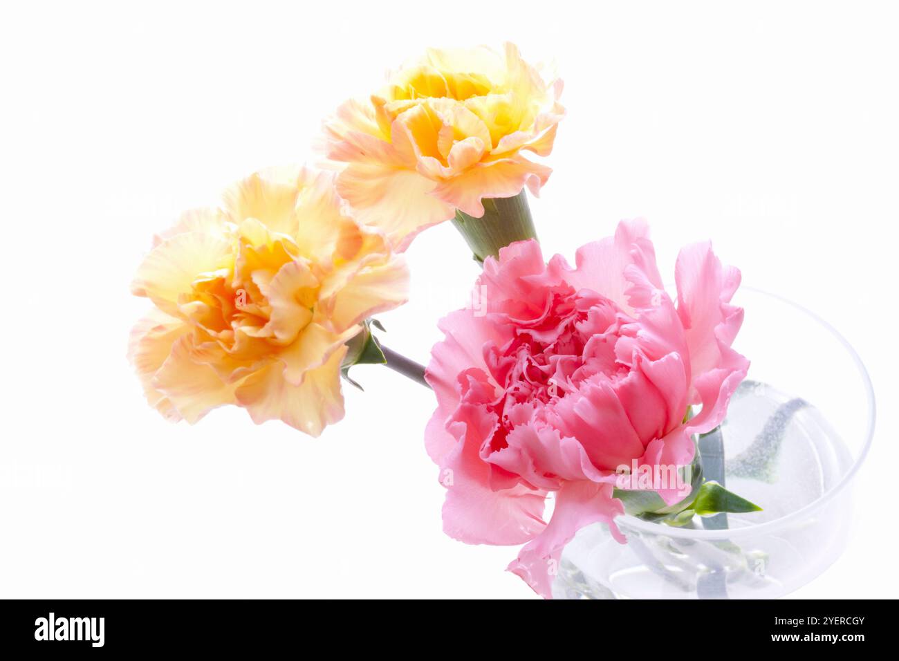 Light pink carnation hi-res stock photography and images - Alamy