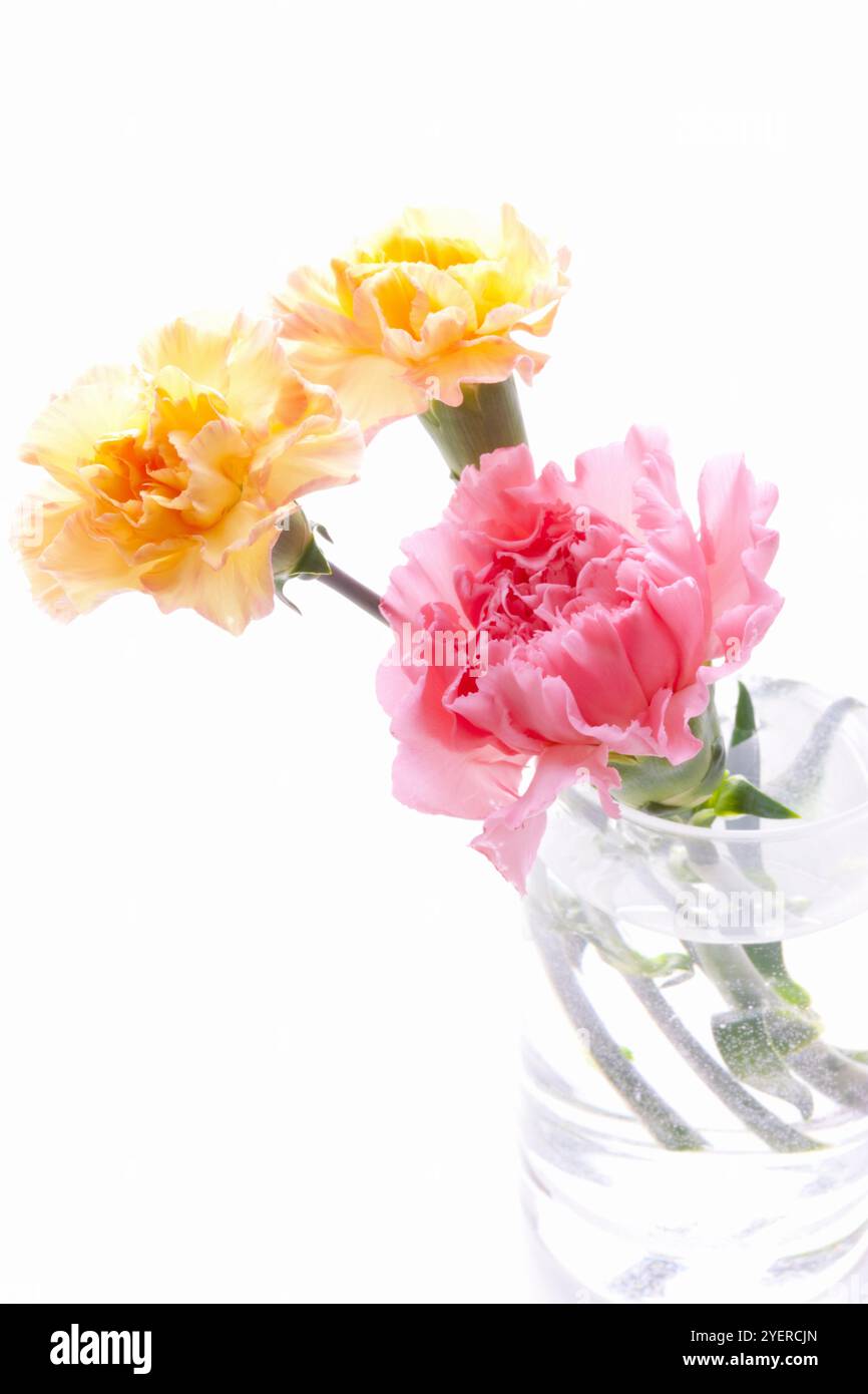 Light pink carnation hi-res stock photography and images - Alamy