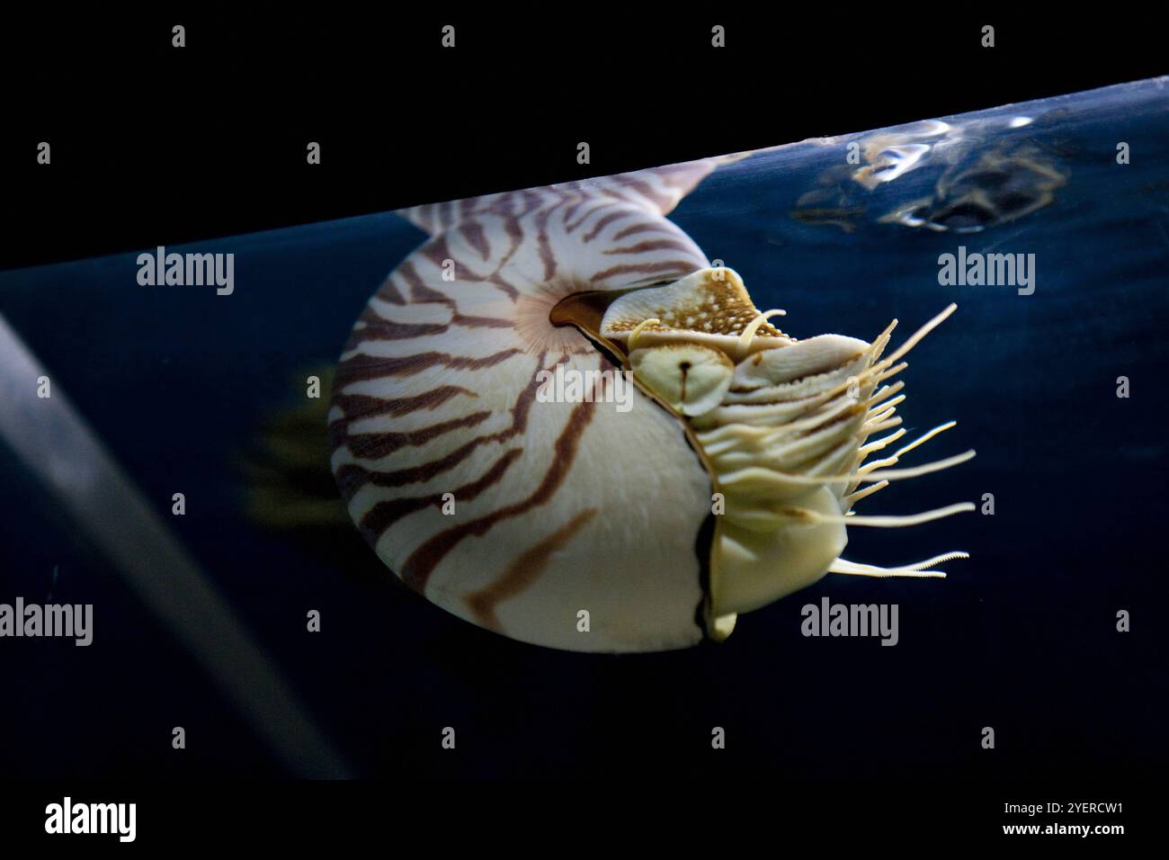 Nautilus nautilus (nautilus Stock Photo - Alamy