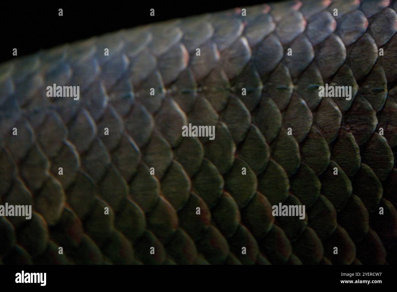 Pirarucu fish hi-res stock photography and images - Alamy