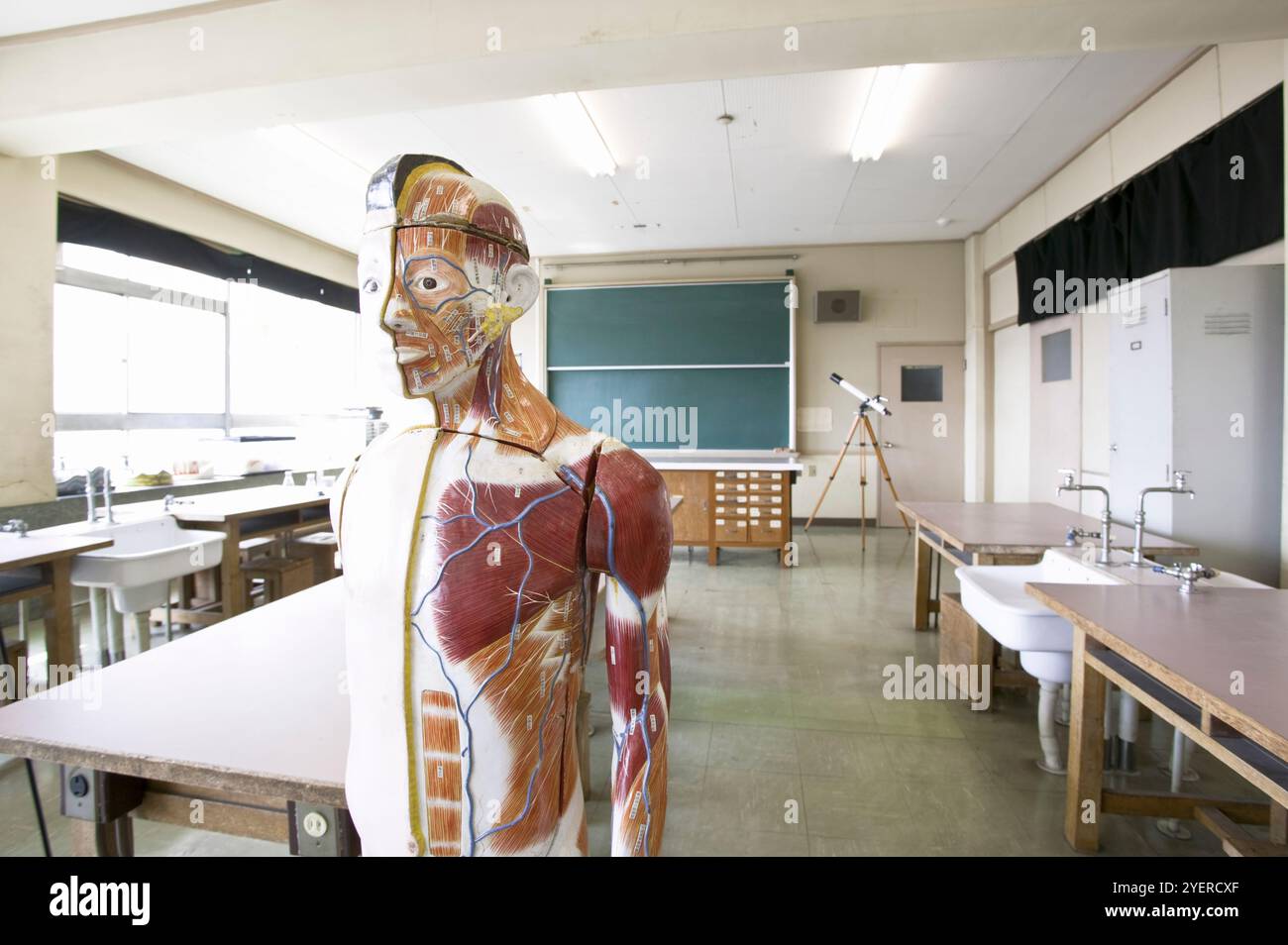 Human body model Stock Photo - Alamy