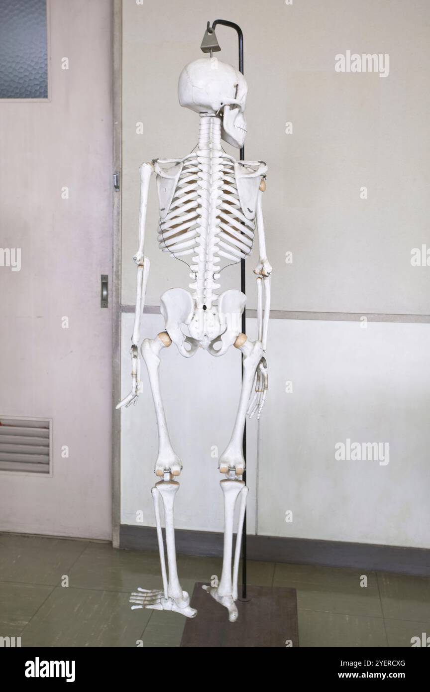 Human body model Stock Photo - Alamy