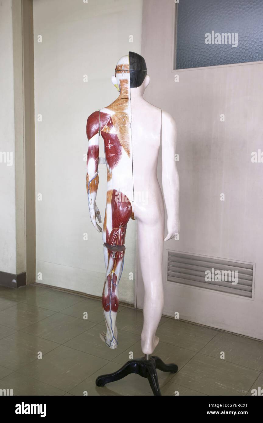 Human body interior hi-res stock photography and images - Alamy