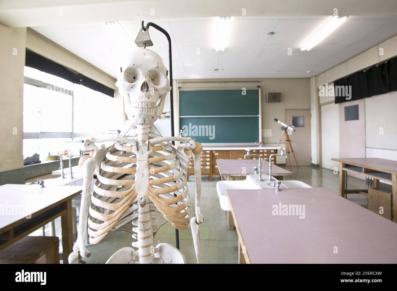 Human body model Stock Photo - Alamy