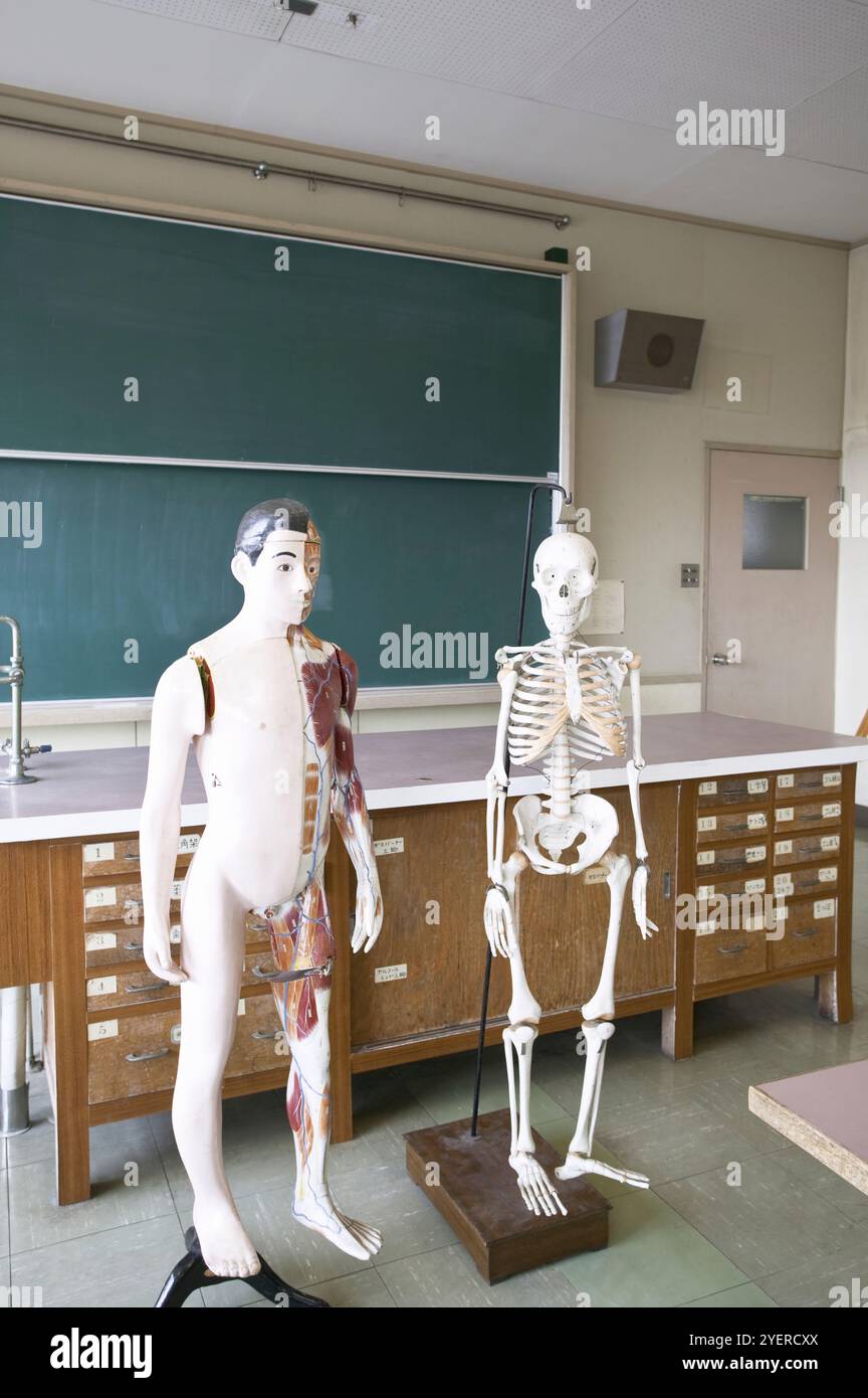Science lesson skeleton hi-res stock photography and images - Alamy