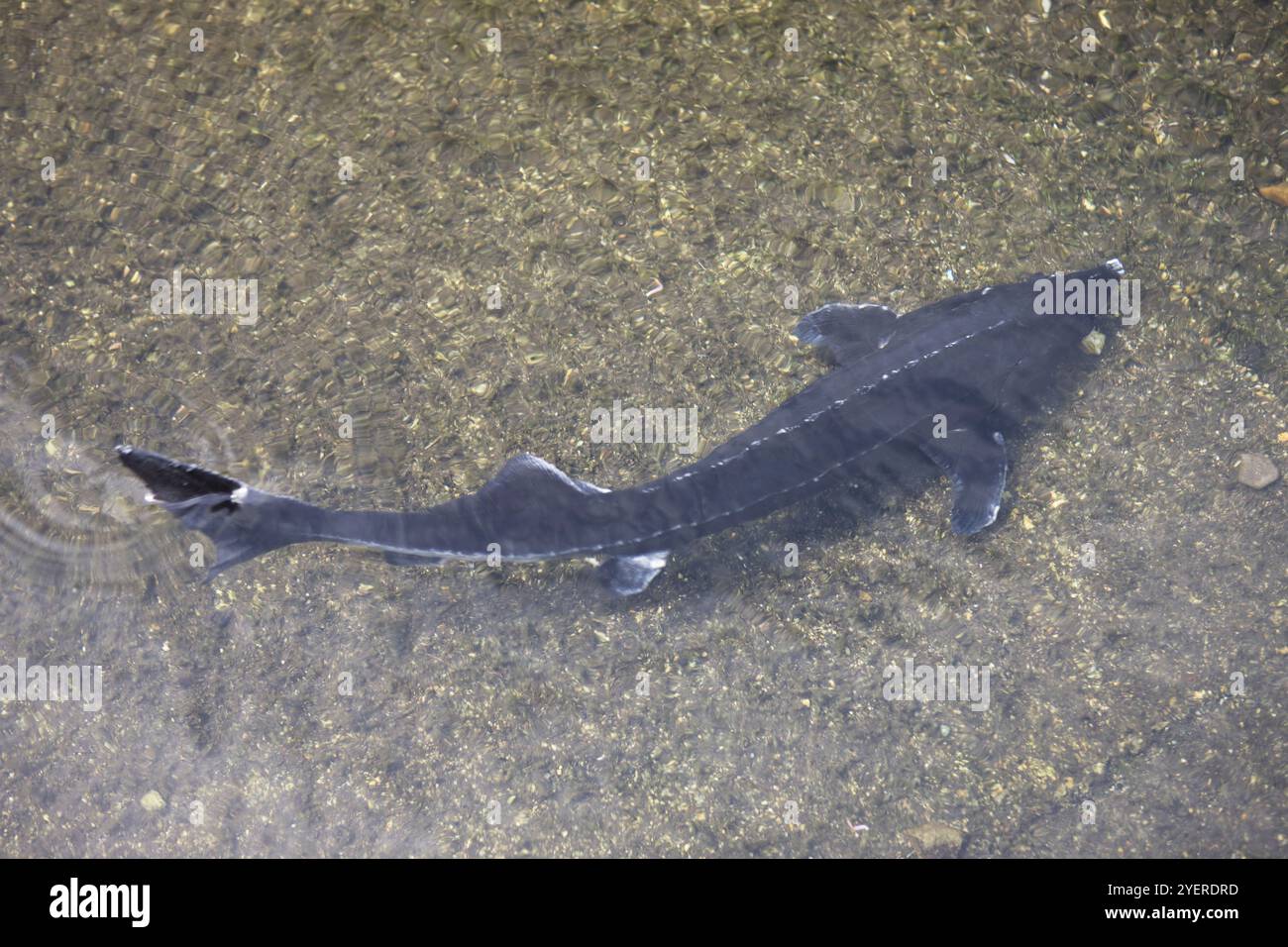 Fresh sturgeon hi-res stock photography and images - Alamy