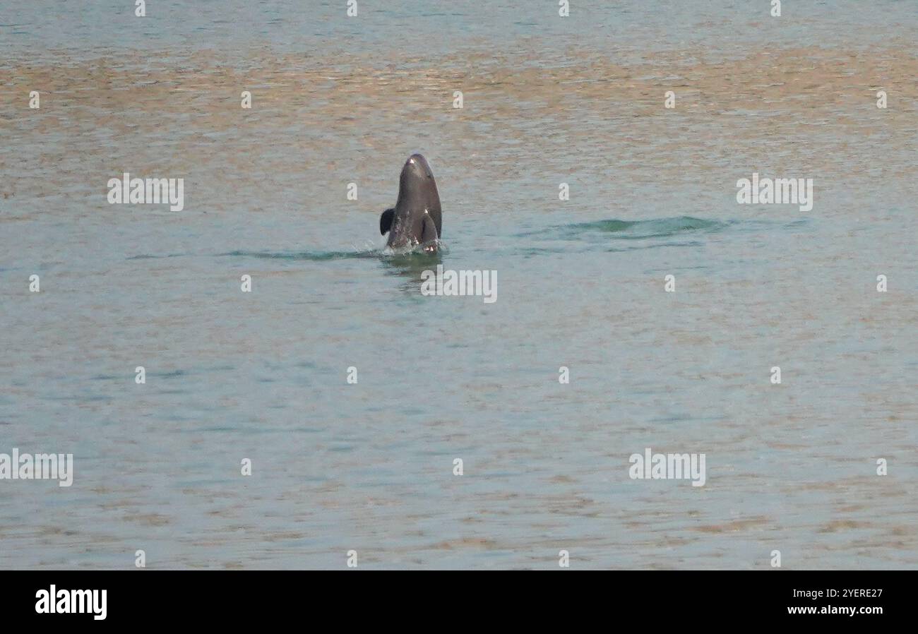 YICHANG, CHINA - NOVEMBER 1, 2024 - A Yangtze finless porpoise plays in ...