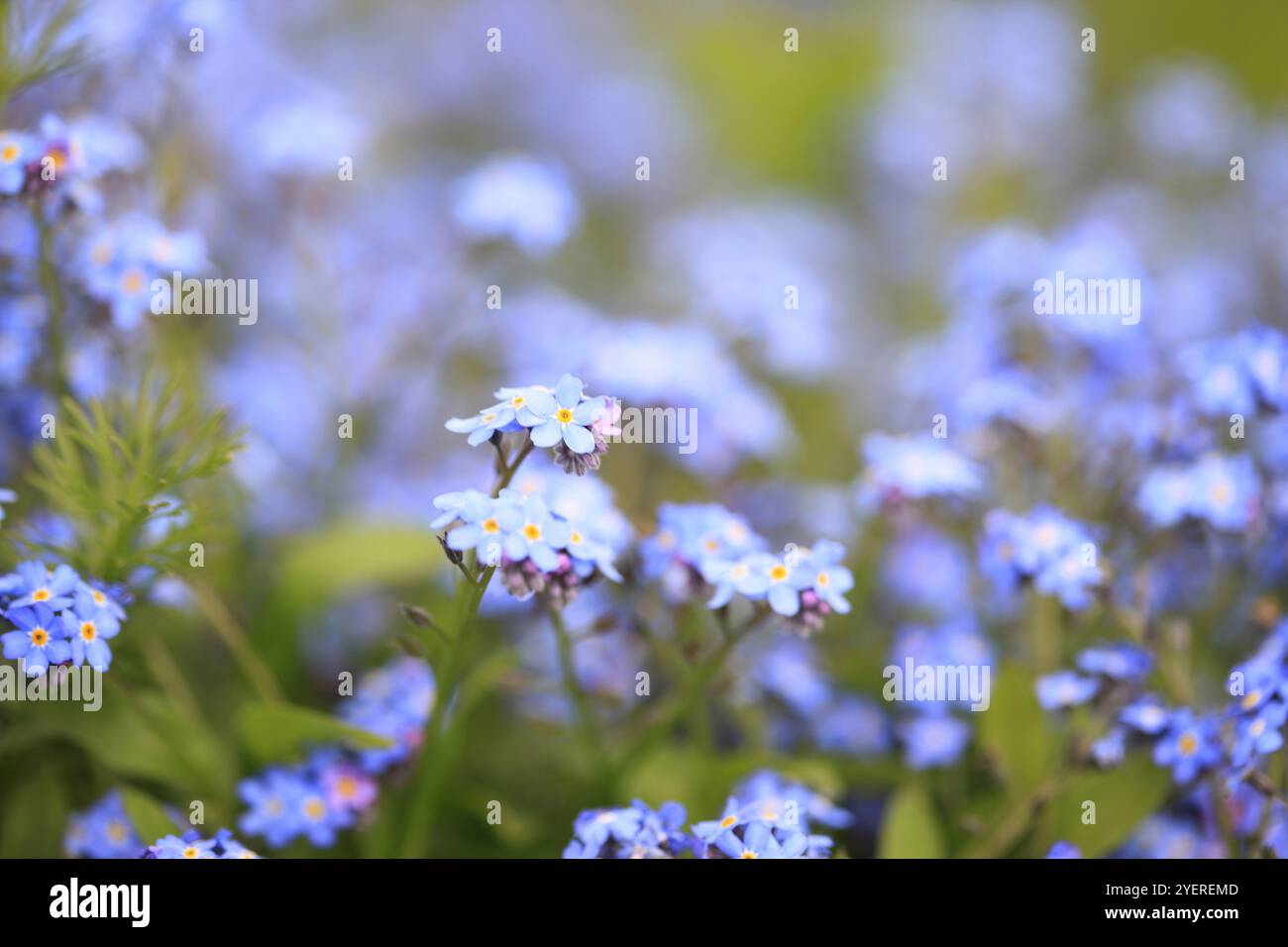 Forget me nots arrangement hi-res stock photography and images - Alamy