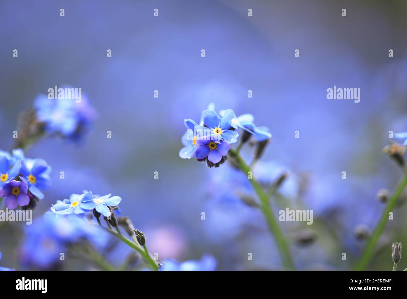 Forget me nots arrangement hi-res stock photography and images - Alamy